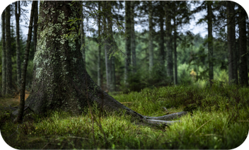 Buy Plot of Land ScotlandTitle | Become a Lord, Lady, Laird – Scotland ...